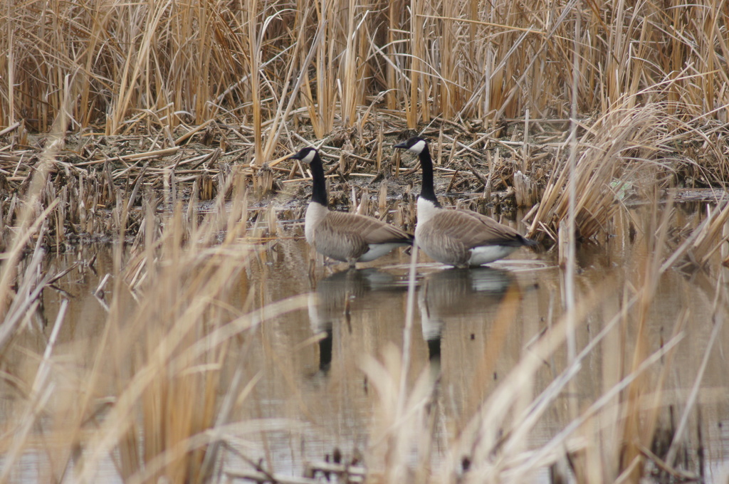 LESSONS FROM GEESE – Journey for Life
